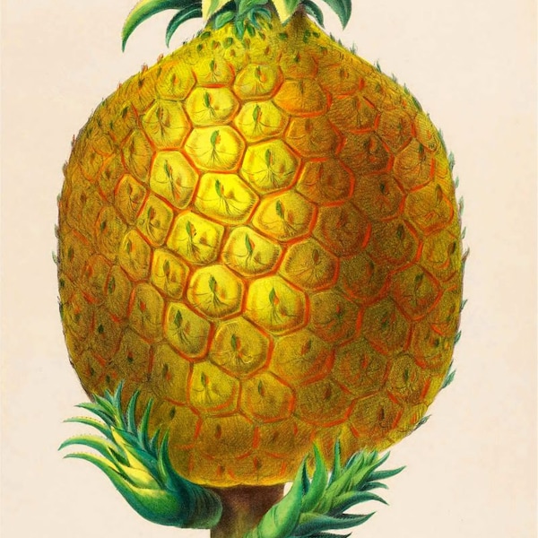 Pineapple Print - Etsy
