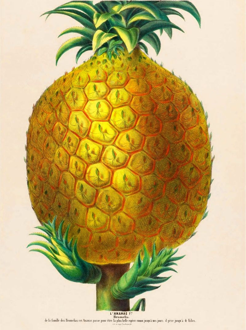 Antique French Botanical Print Ananas Pineapple Illustration Digital ...