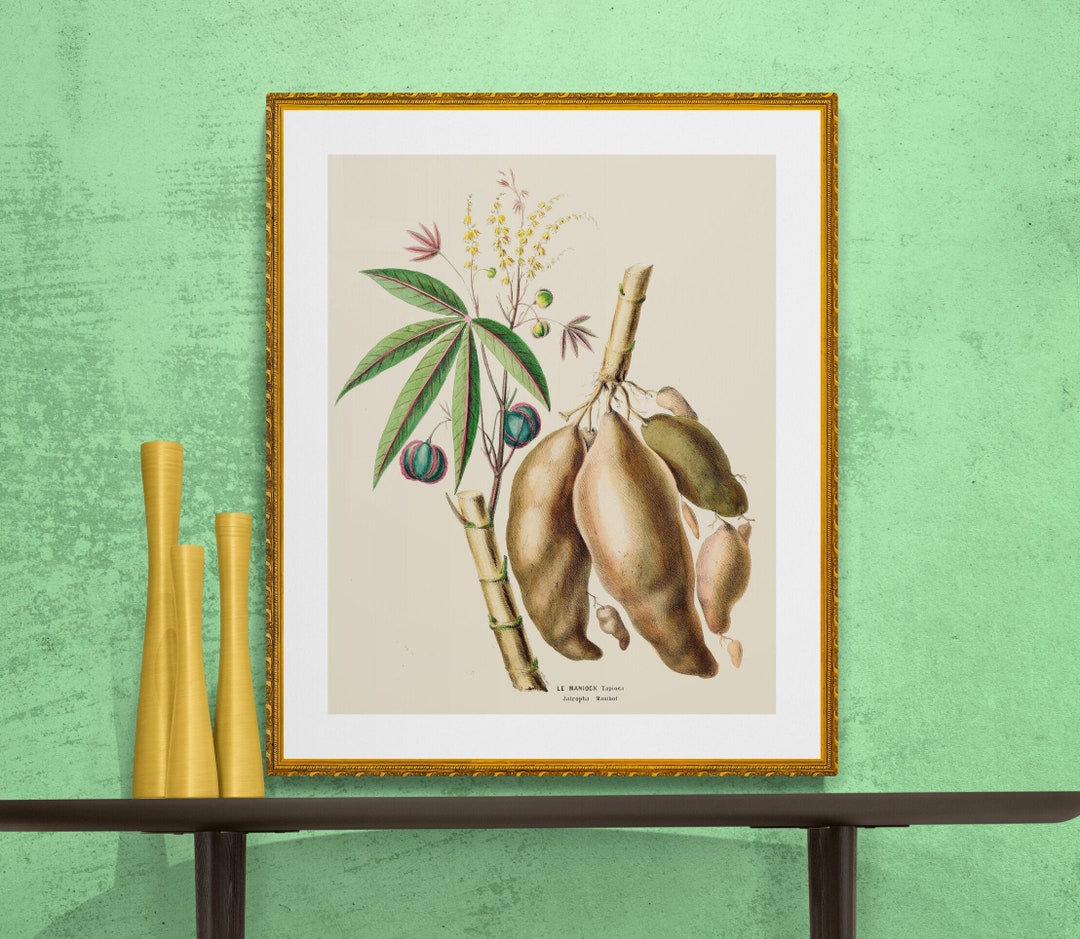 Manioc Flower and Fruit Antique French Botanical - Etsy