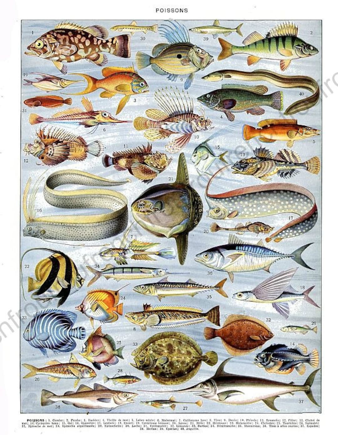Vintage French Illustration Sea Water Fishes Digital Download - Etsy