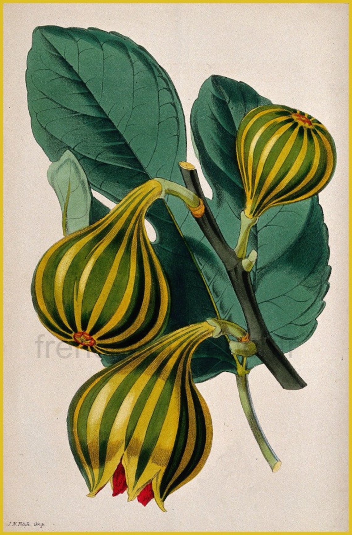 Antique French Botanical Print Fig Tree Illustration DIGITAL DOWNLOAD ...