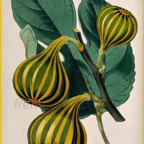 Antique French Botanical Print Fig Tree Illustration DIGITAL - Etsy