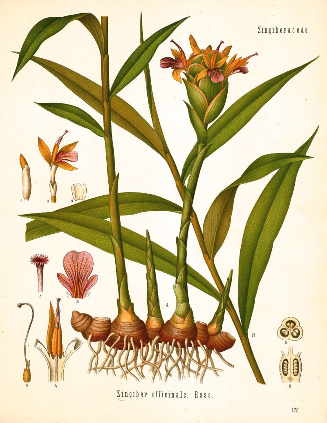 Antique Botanical Print Ginger Plant Roots and Flower Illustration ...