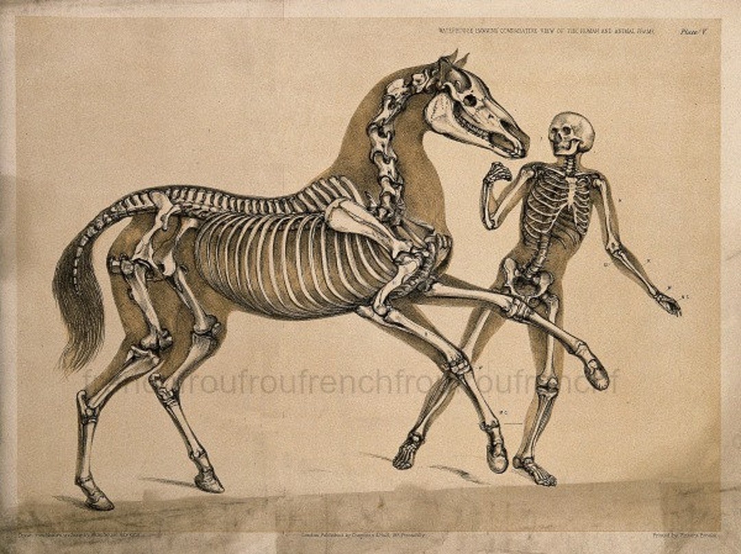 Antique Victorian Anatomical Print Man and Horse Skeletons Illustration ...