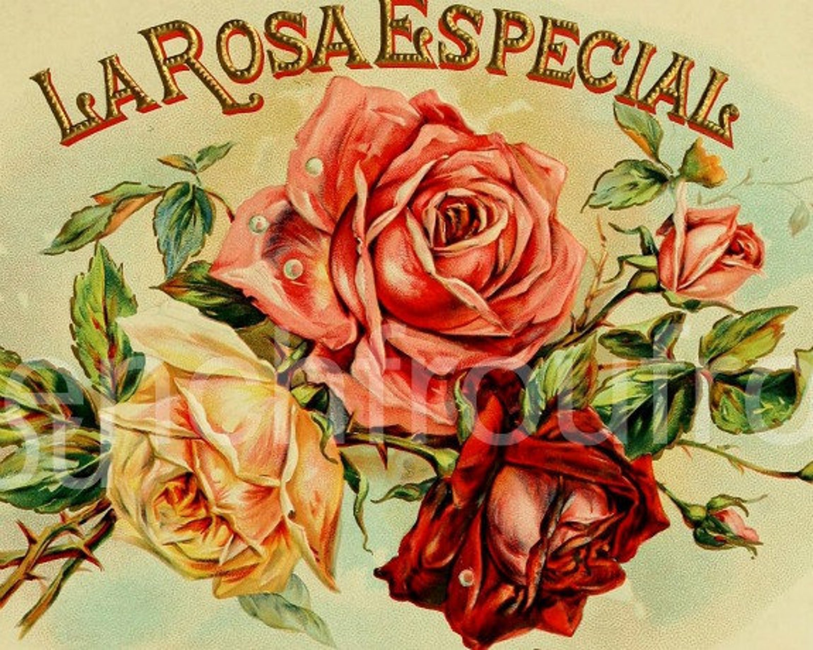 Antique Victorian Red Roses Cigar Label Digital Download - Etsy