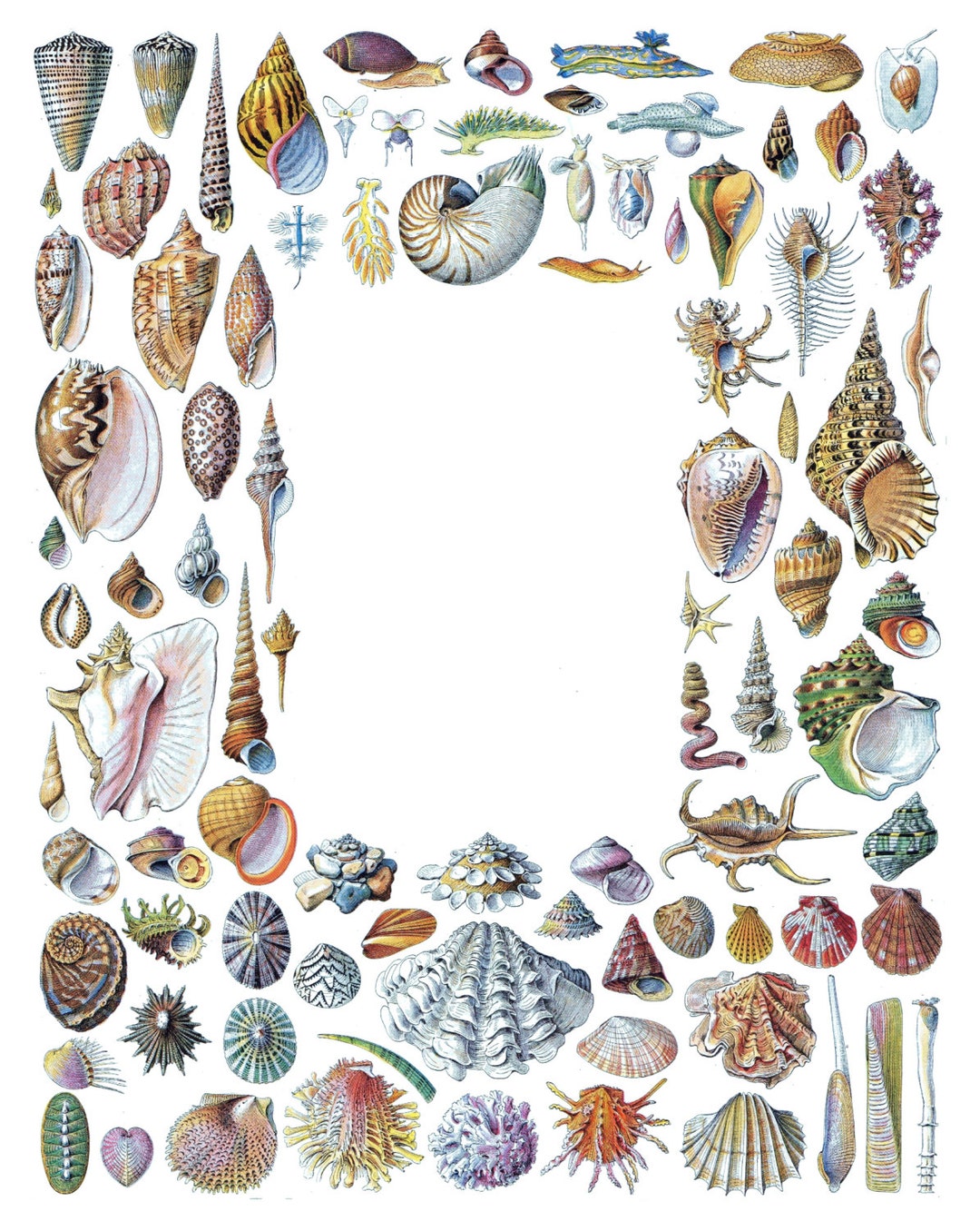 Antique Seashells Frame Illustration Digital Download - Etsy