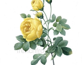 vintage french botanical illustration trees forest digital