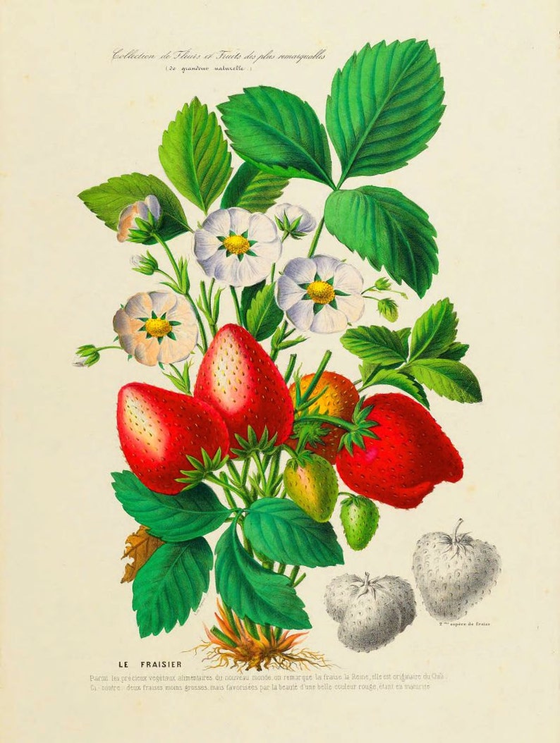 Antique French Botanical Print Strawberries Illustration - Etsy