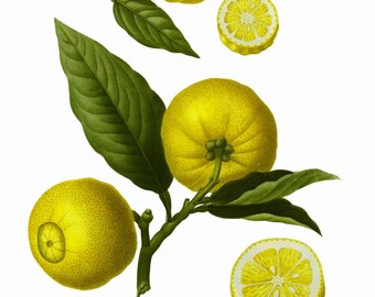 antique french botanical print wallpaper sunflowers