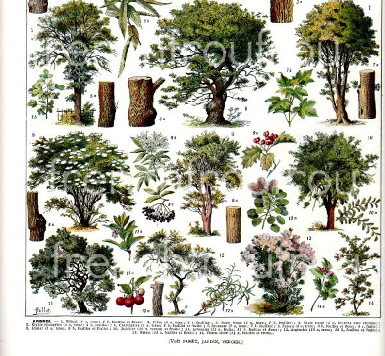 Antique French Illustration Learning Board Trees Print Digital - Etsy