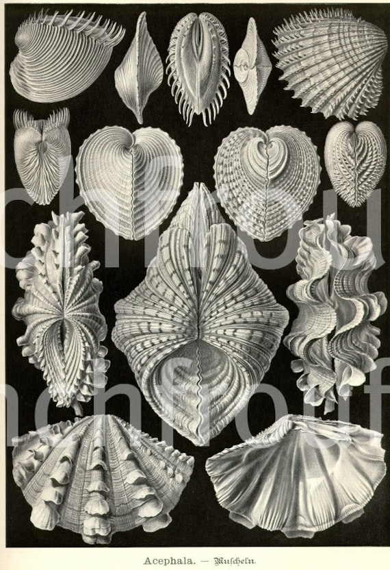 Antique Victorian Seashells Illustration 1904 Lithograph | Etsy