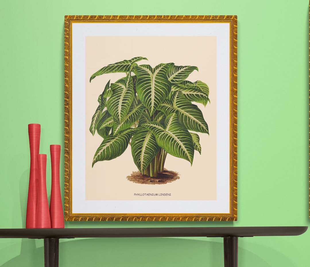 Phyllotaenium, Elephant Ear, Tropical Green Plant, Antique French ...