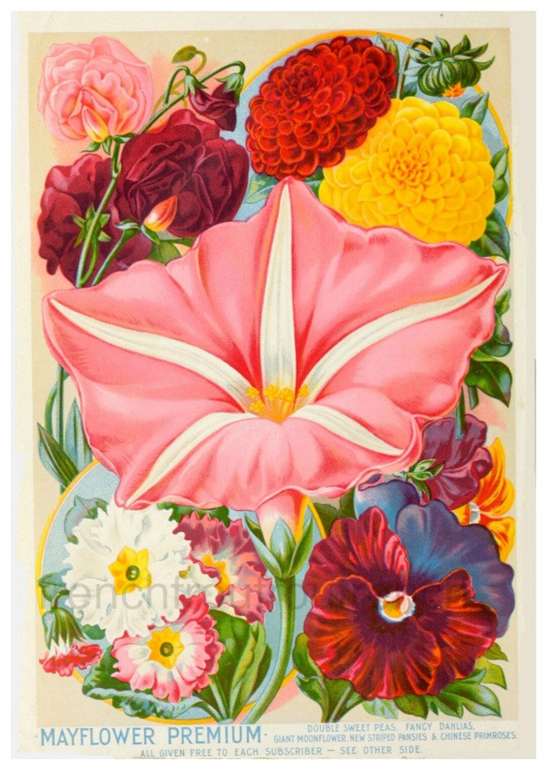 Antique Victorian Botanical Print Dahlias Moonflower Pansies Primroses ...