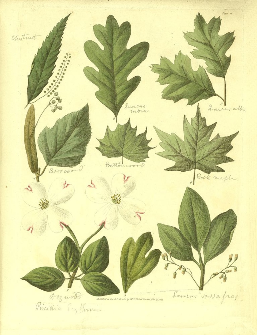 Antique Botanical Print Tree Leaves Illustration Digital Download - Etsy