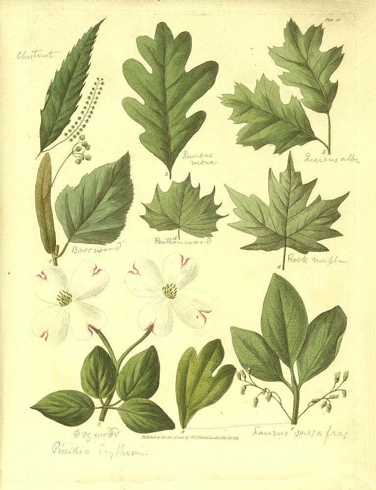 Antique botanical print tree leaves illustration digital | Etsy