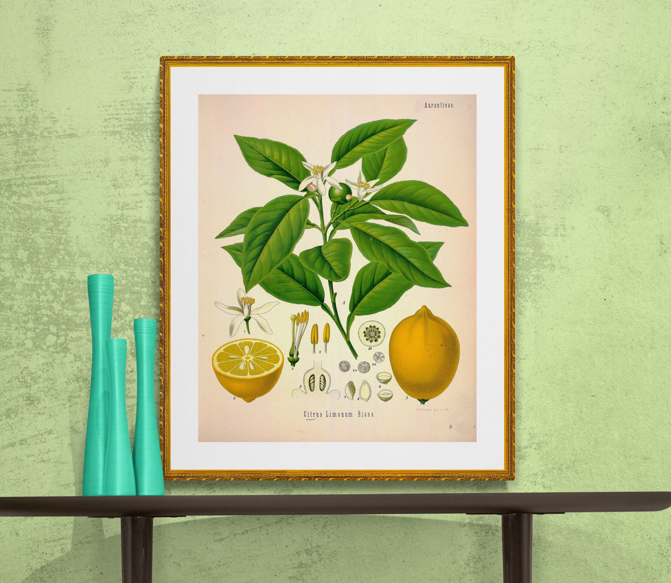 Lemon Botanical Illustration