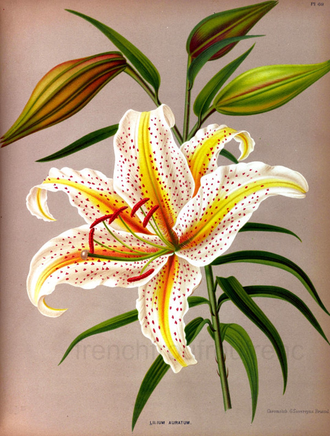 Antique Victorian Botanical Print Lilies Flowers DIGITAL DOWNLOAD - Etsy