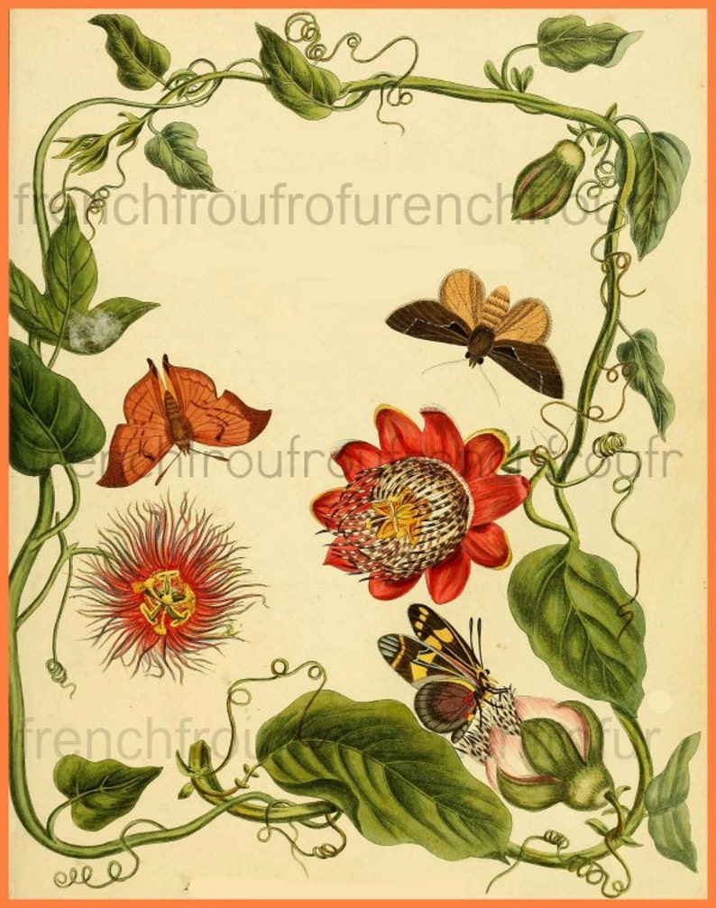 Antique French Botanical Print Passion Flowers and Butterflies - Etsy