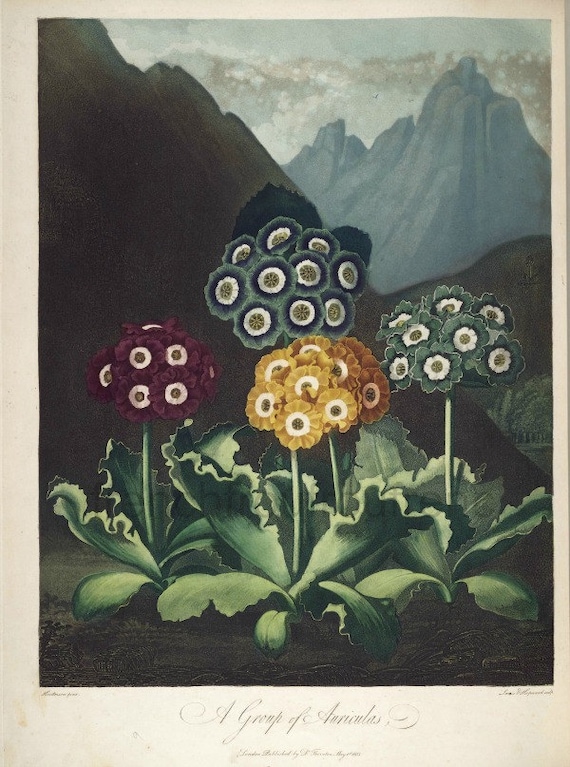 Antique English Botanical Print Grouping of Colorful Auriculas | Etsy
