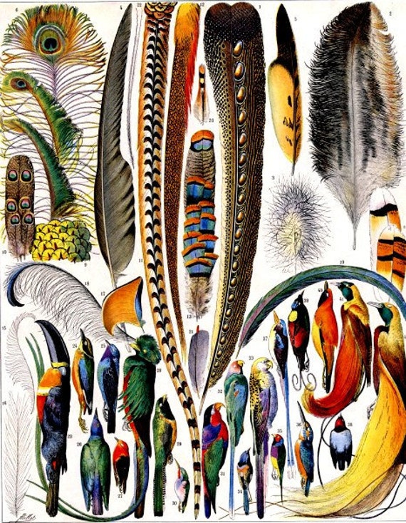 Types Of Bird Feathers Chart