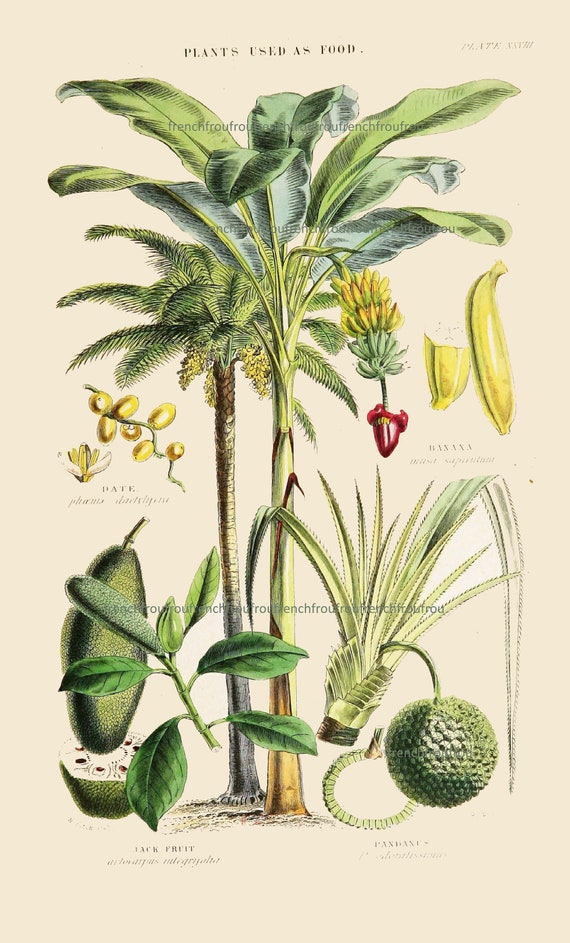 Antique botanical print tropical banana tree illustration | Etsy