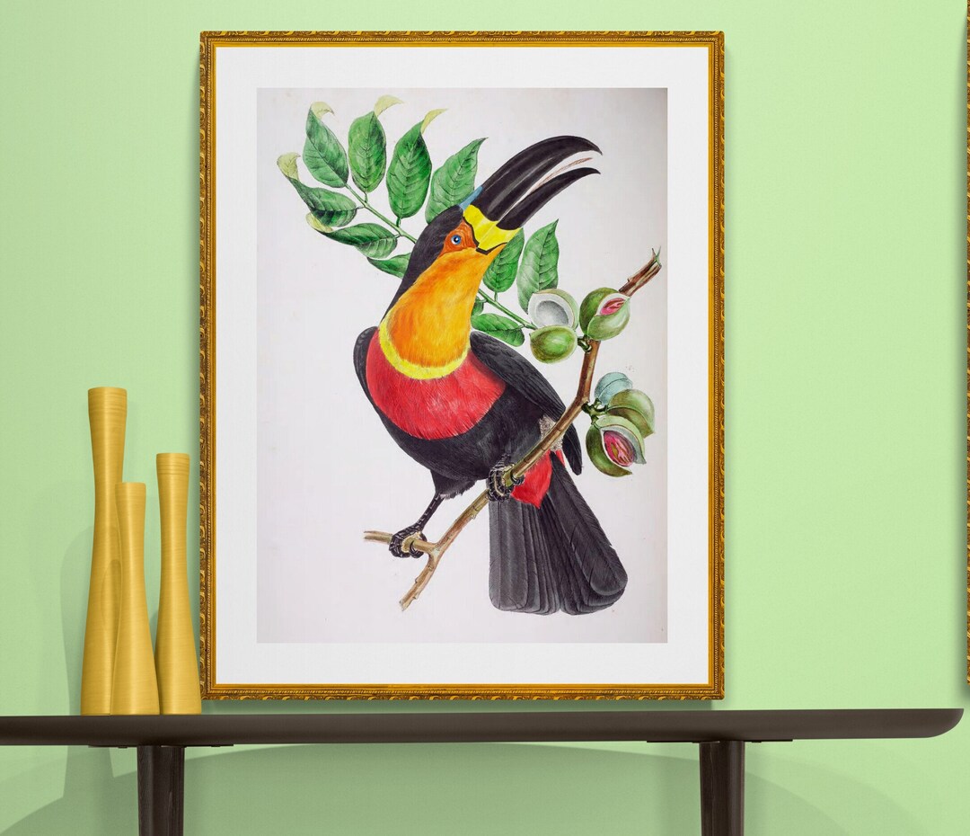 Toucan Ariel Tropical Bird of the Rainforest of Brazil - Etsy