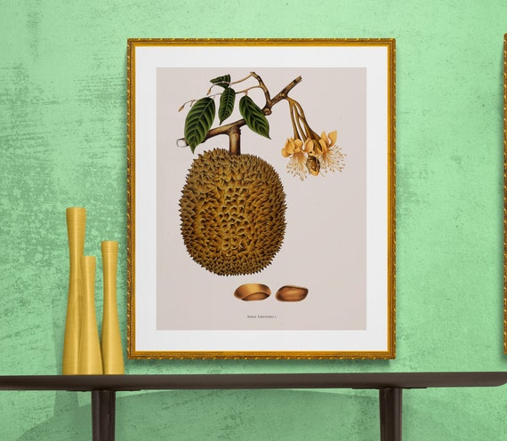 Durian Tropical Fruit Antique French Botanical Illustration | Etsy