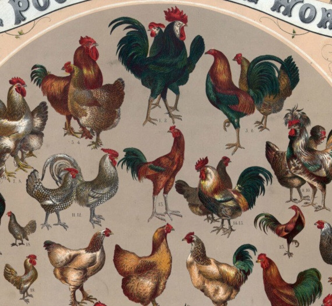 Antique Victorian Lithograph Poultry Chicken Fowls DIGITAL DOWNLOAD - Etsy
