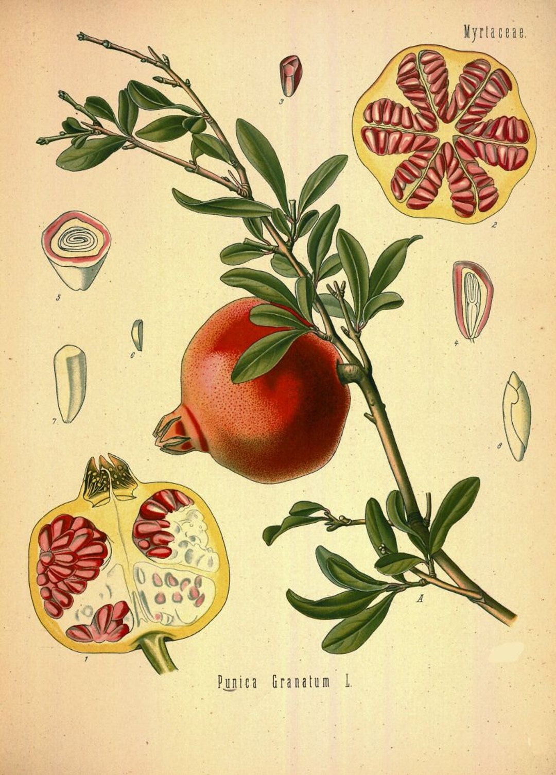 Antique French Botanical Print Pomegranate Fruit Illustration Digital ...