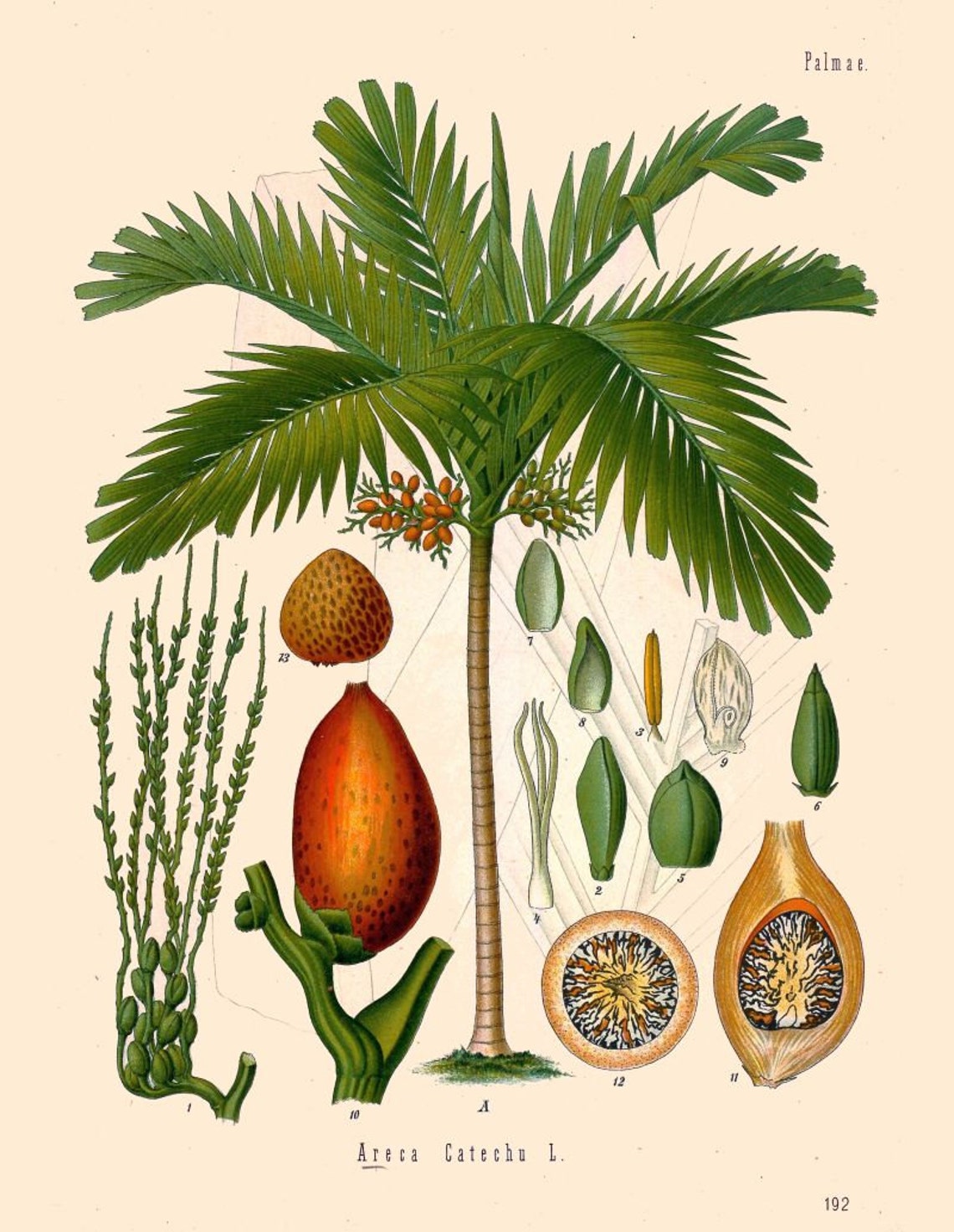 Antique French Botanical Print Areca Palm Tree Illustration Digital ...