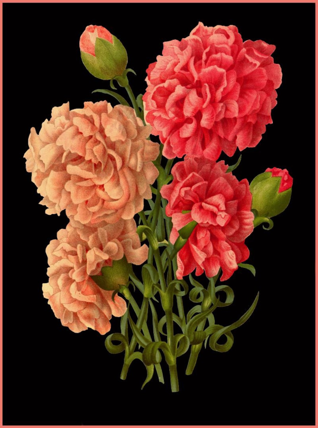 Antique French Botanical Print Malmaison Carnation Illustration Digital ...