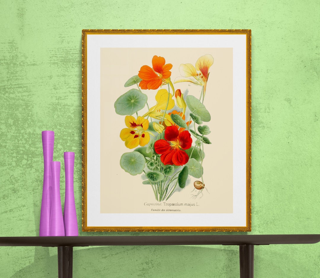 Garden Nasturtium, Indian Cress, Monk Cress, Capucine FLOWERS , Antique ...