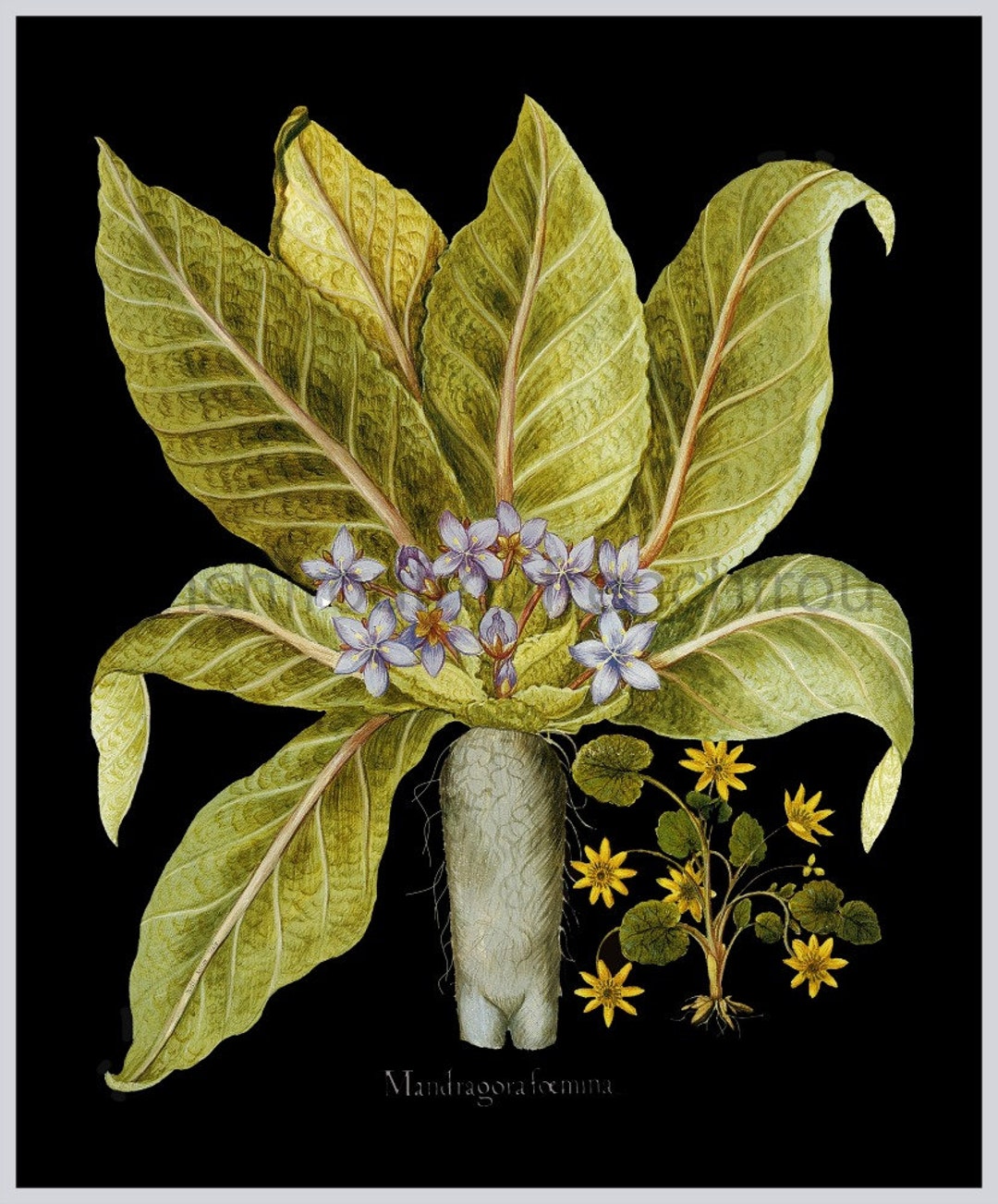 Antique Botanical Print Mandrake Magical Plant Illustration Digital ...