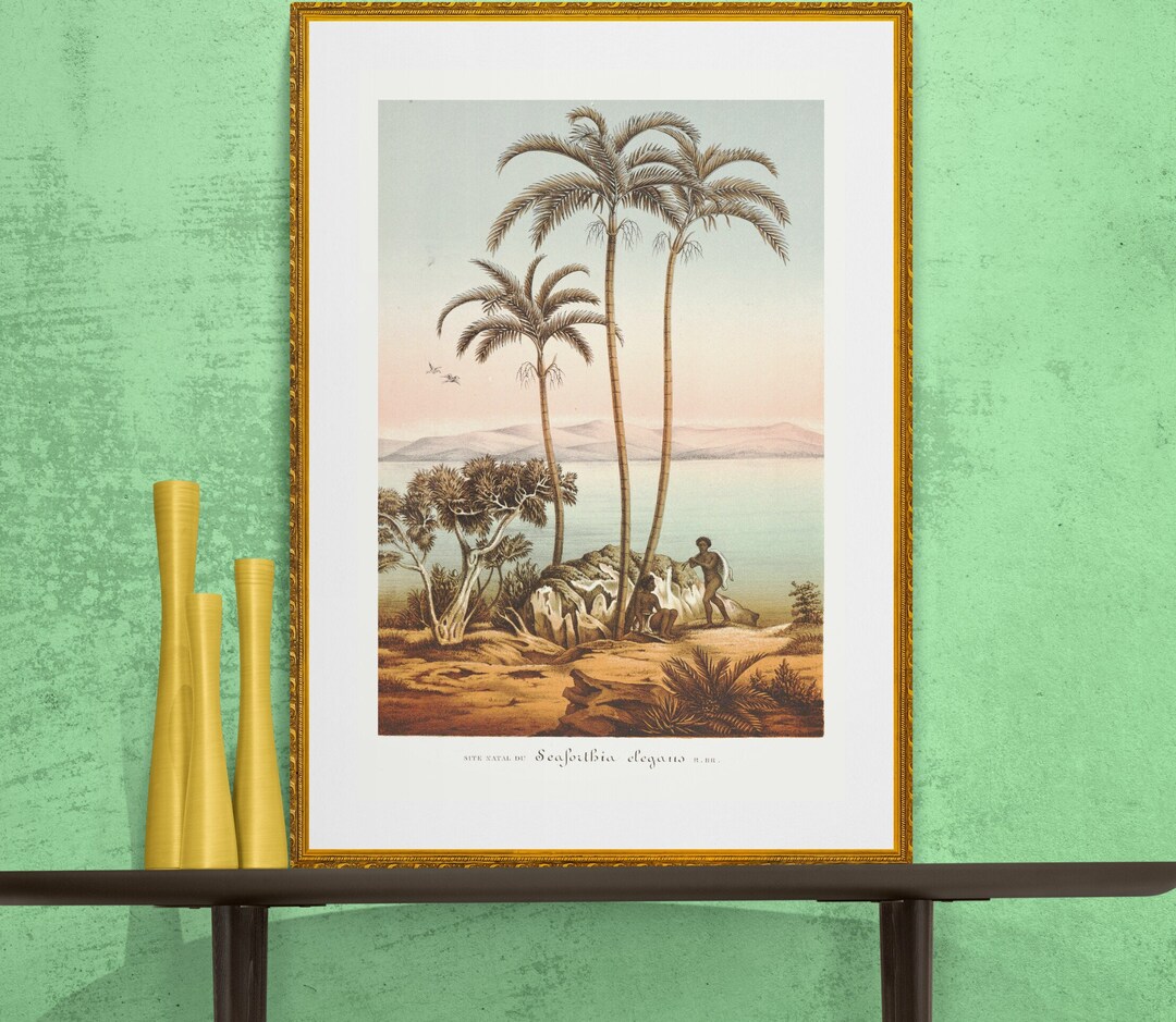 Seaforthia Palm Tree Antique French Botanical Illustration Digital ...