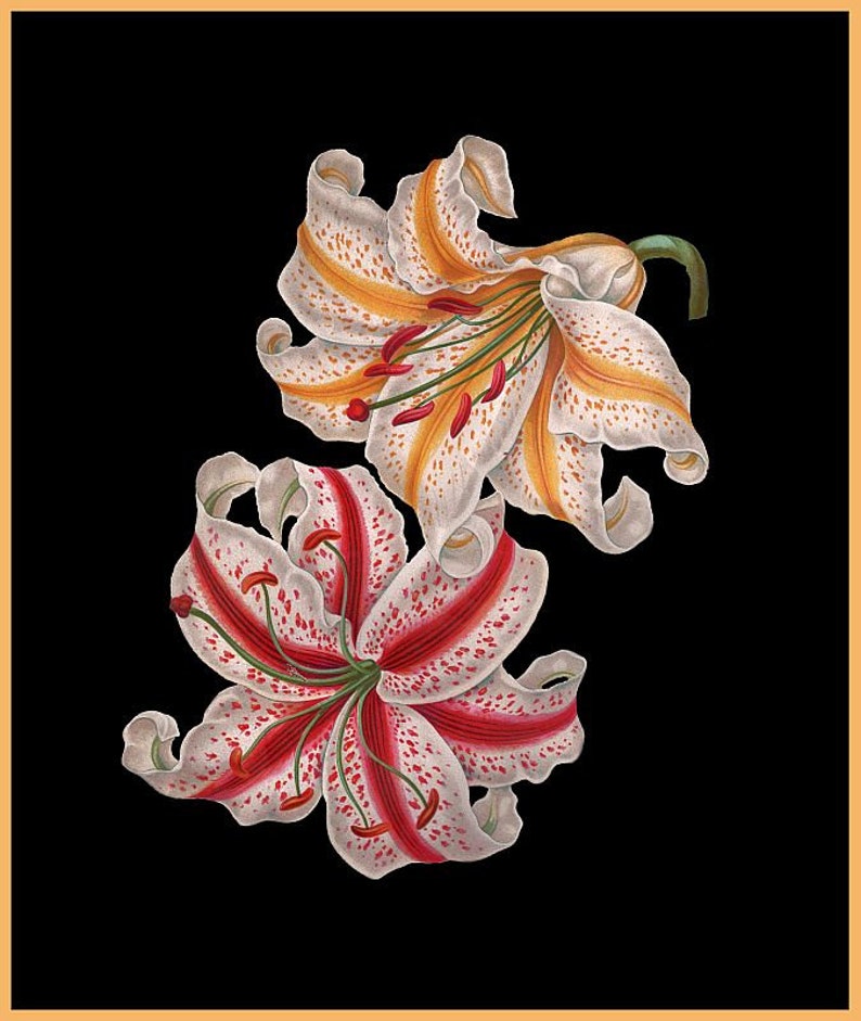 Antique French Victorian Botanical Print Yellow and Red Lilies ...