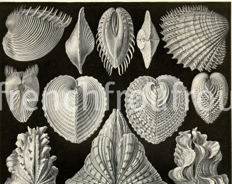 Antique Victorian Seashells Illustration 1904 Lithograph - Etsy