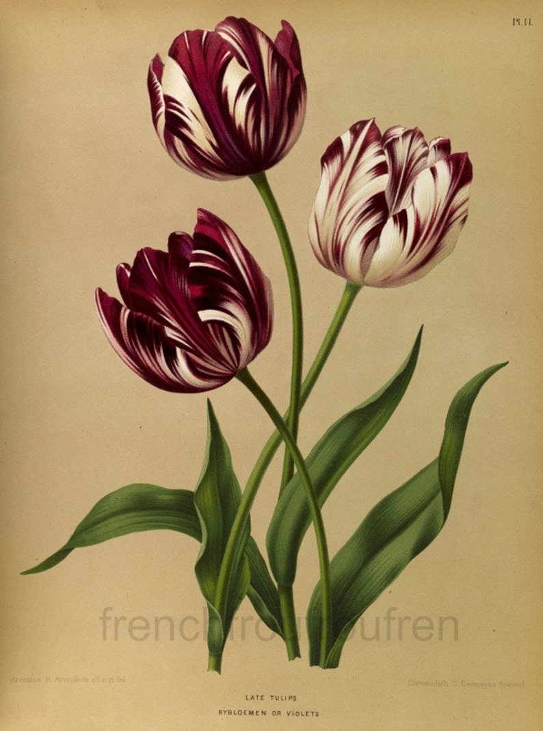 Late Tulip Victorian Botanical Print DIGITAL DOWNLOAD - Etsy