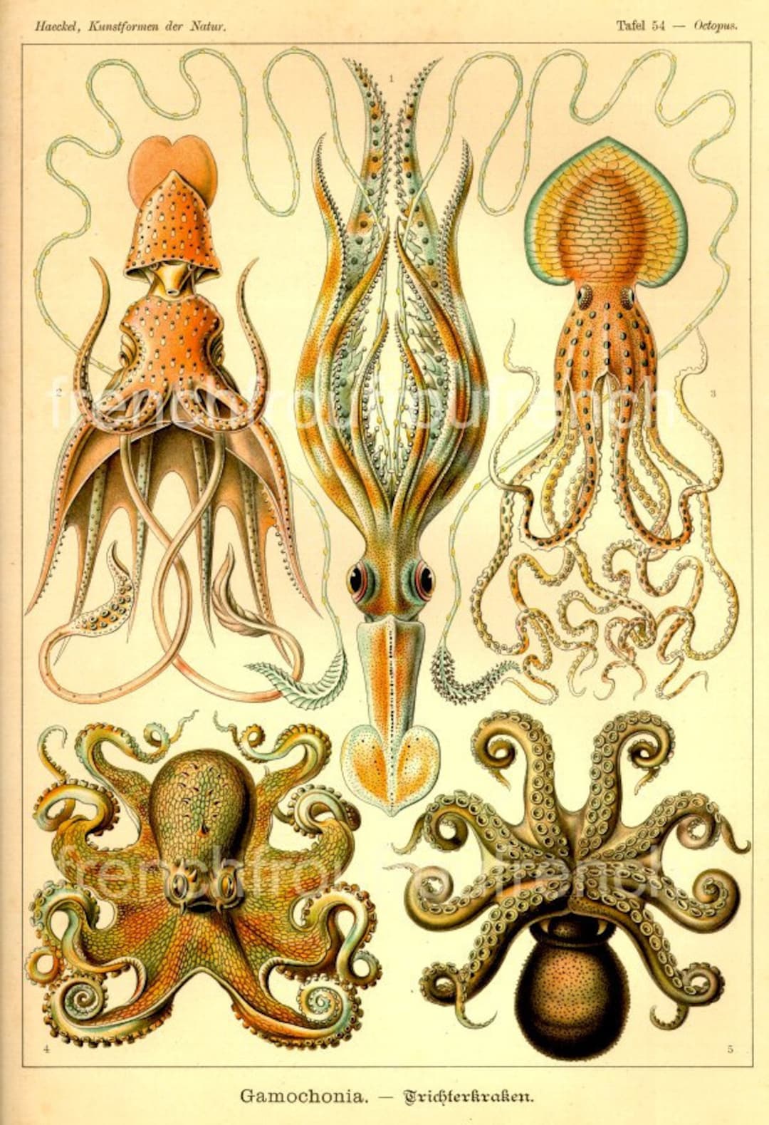 Antique Victorian Octopus Fishes Illustration Ernst Haeckel Digital ...