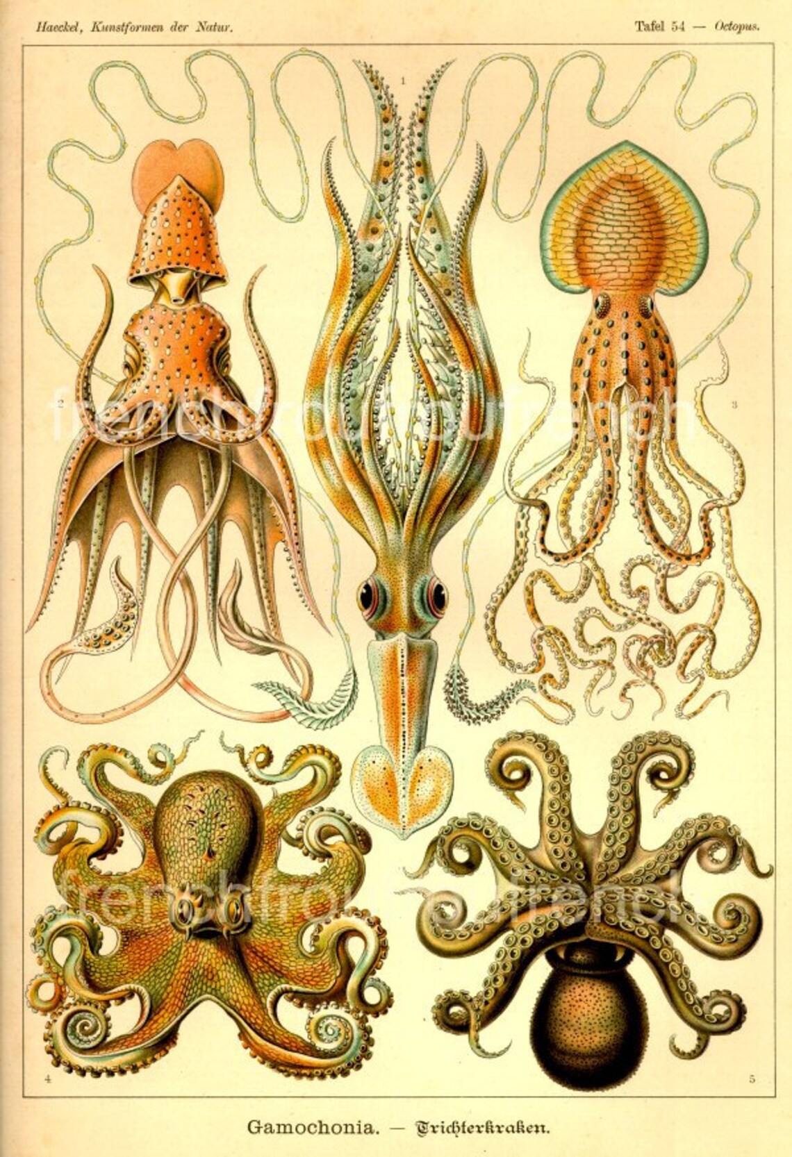 Antique Victorian Octopus Fishes Illustration Ernst Haeckel Digital ...