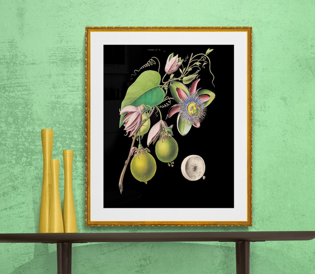Pomme Bibi Passion Flower , Antique French Botanical Print,black ...