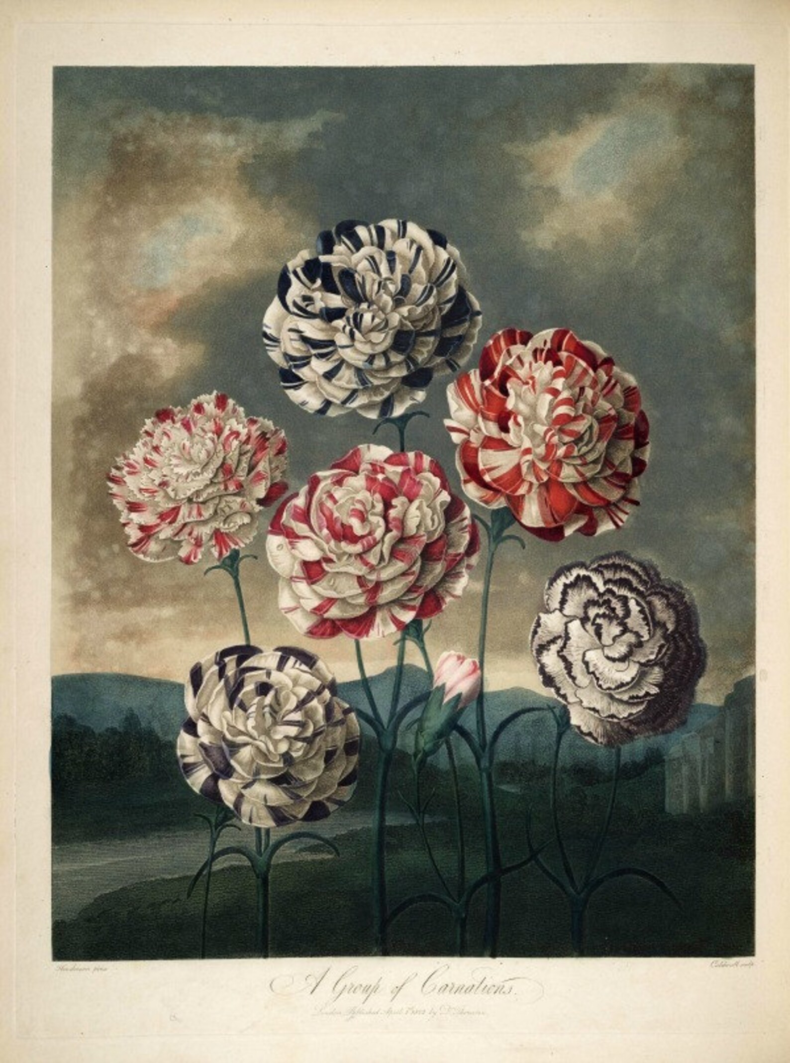 Antique Colorful Carnations Flowers Illustration DIGITAL DOWNLOAD - Etsy