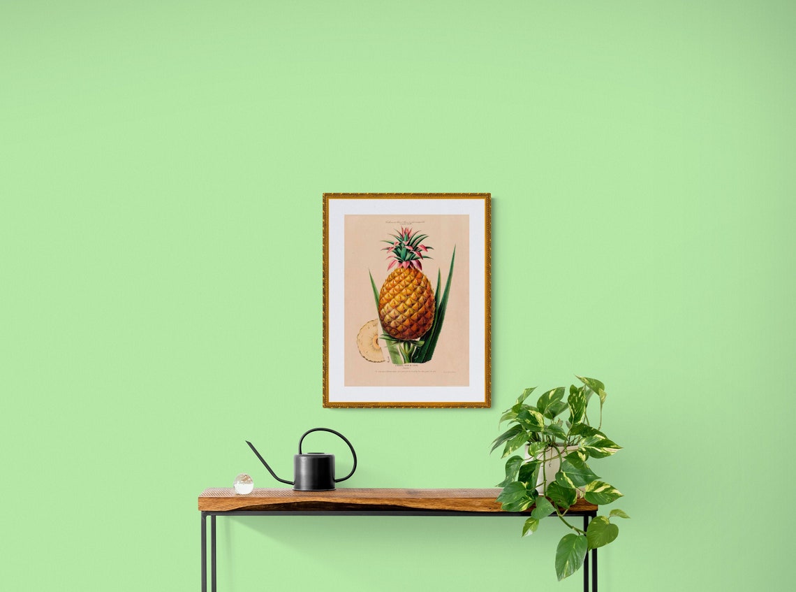 Antique French Botanical Print Ananas Pineapple Tropical Fruit - Etsy