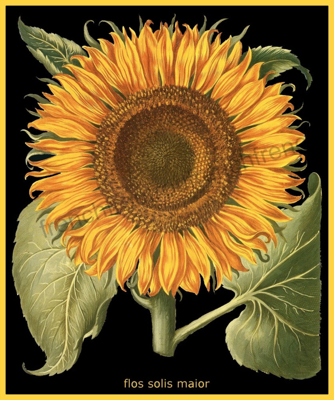 Antique Botanical Print Sunflower Illustration Black | Etsy