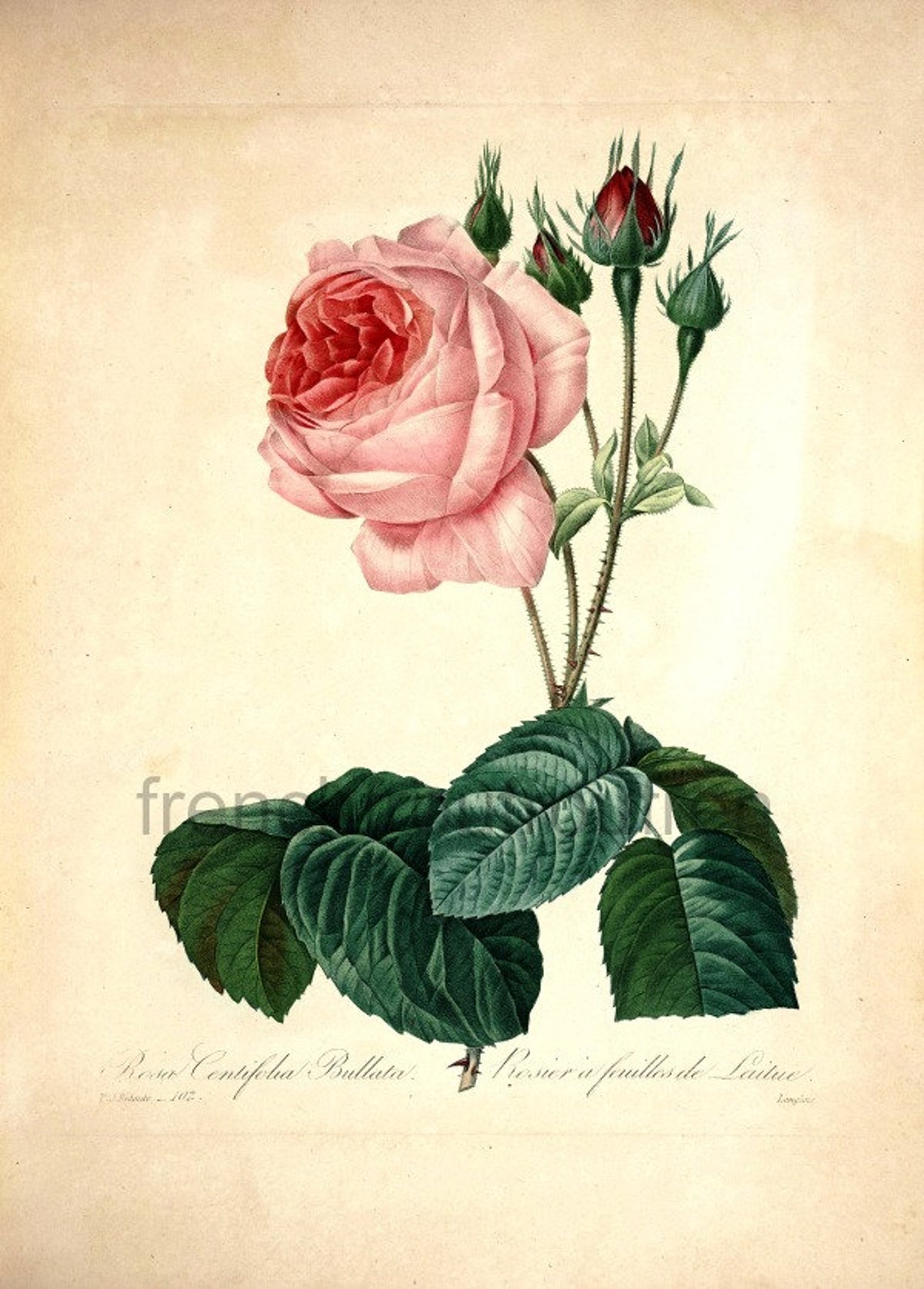 Antique French Botanical Illustration Pink Roses DIGITAL DOWNLOAD - Etsy