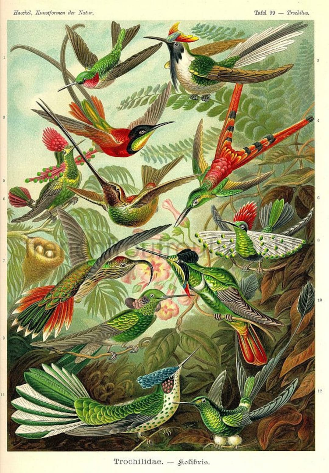 Antique Victorian Humming Bird Illustration Ernst Haeckel Digital