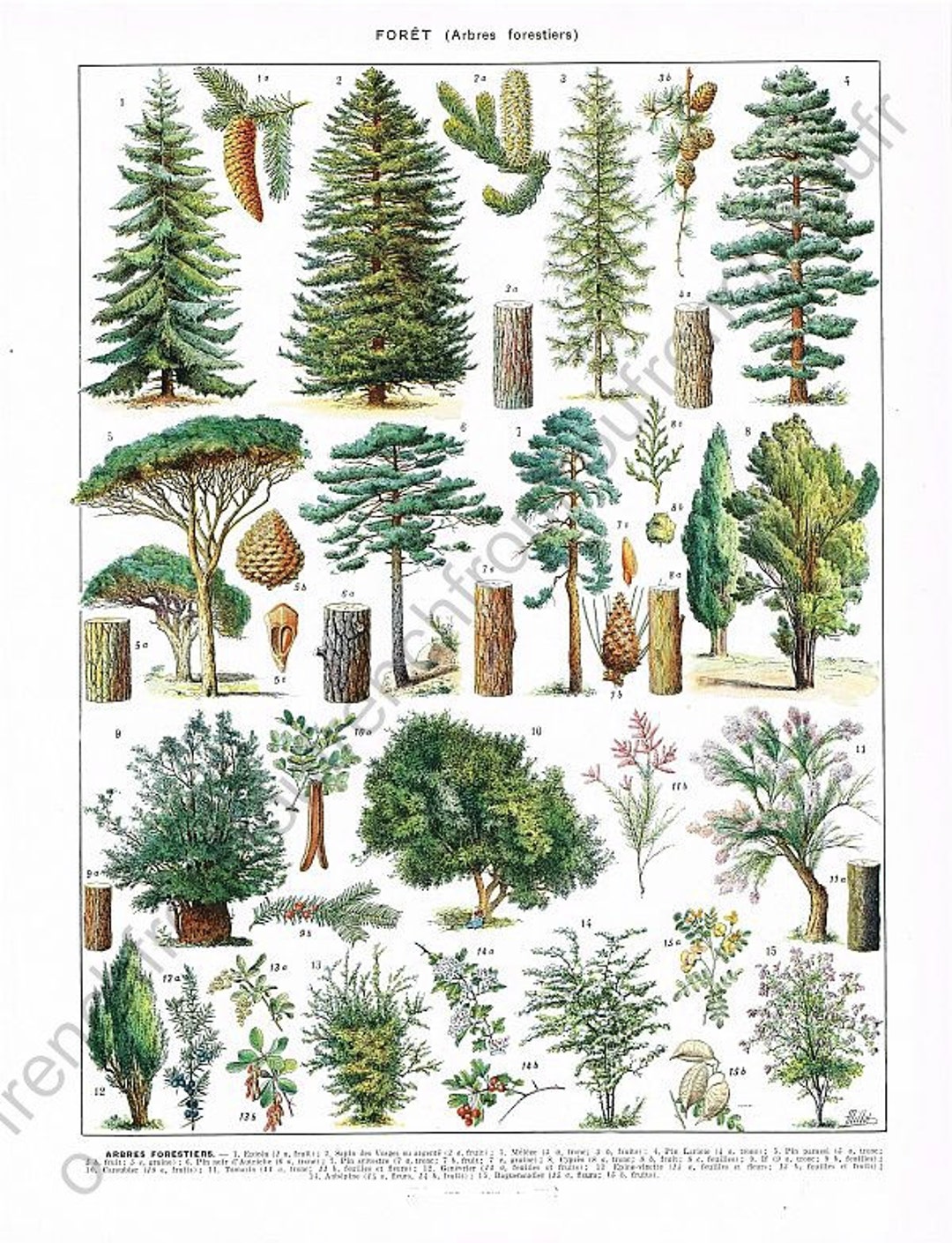 Vintage French Botanical Illustration Trees Forest Digital Download - Etsy