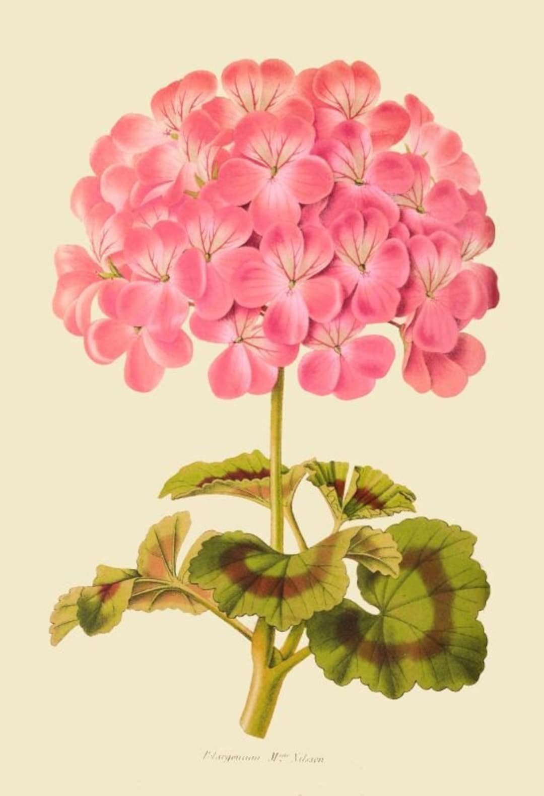 Pink Geranium Antique French Botanical Print Digital Download - Etsy