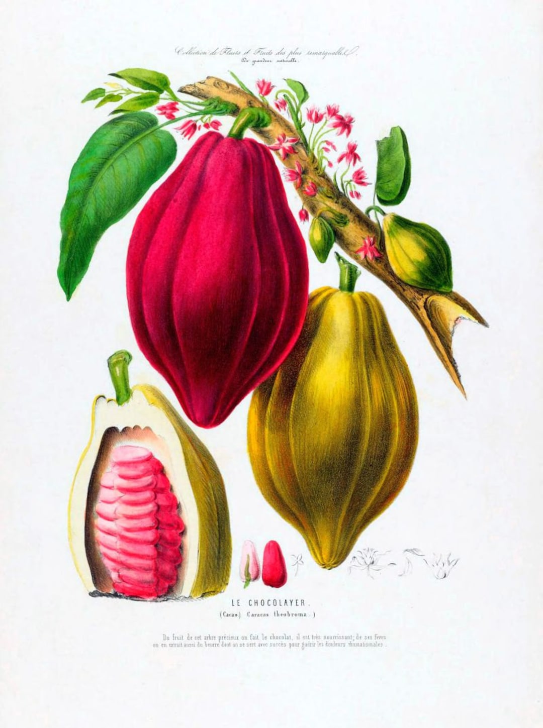 Antique French Botanical Print Cacao Chocolate Fruit Illustration ...