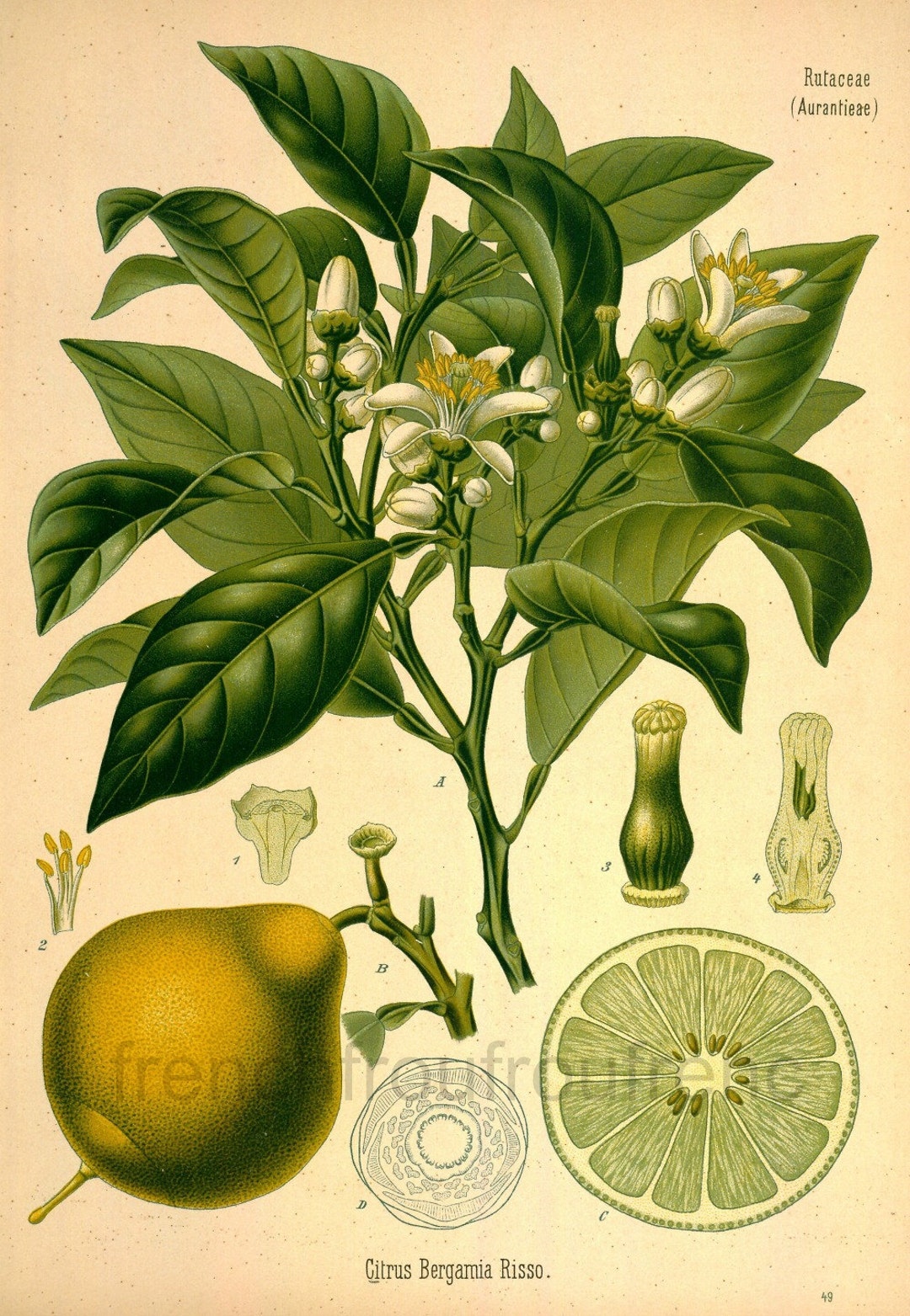 Bergamot Plant Illustration