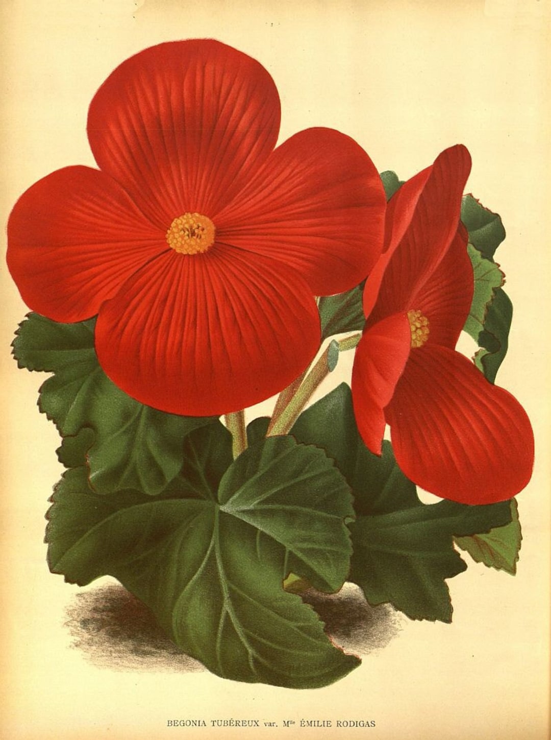 Red Begonia Antique French Botanical Illustration DIGITAL DOWNLOAD - Etsy